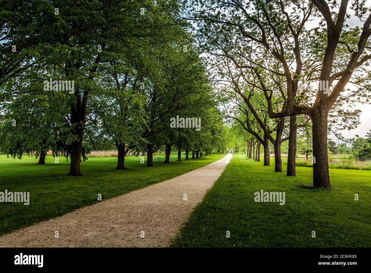 Tree lined path Stock Photo - Alamy