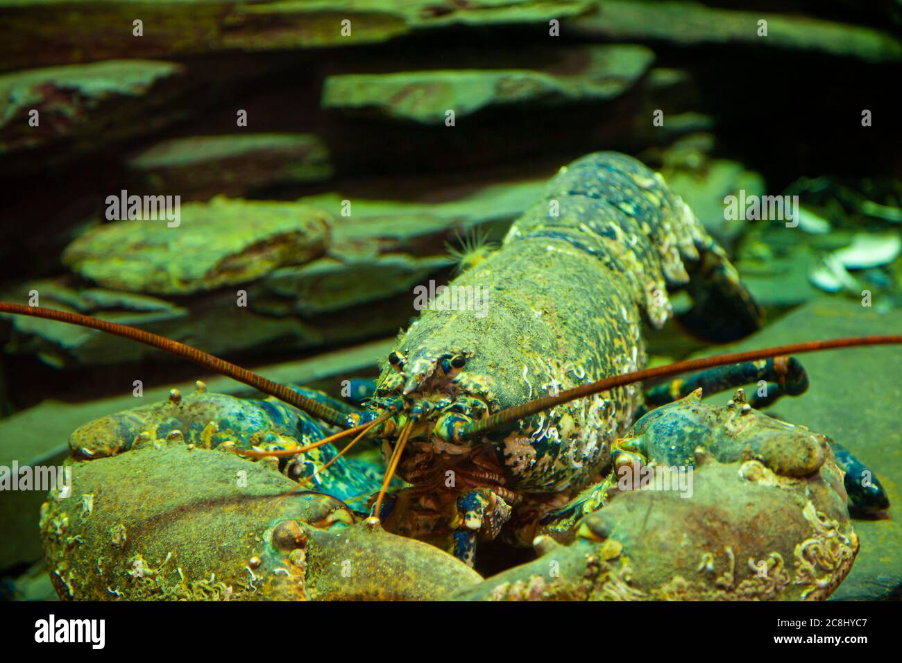 Close up look at the very old resident lobster 'Captain Barnacles' a ...