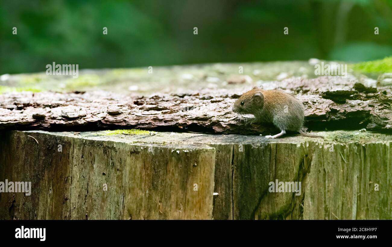 Maus tier hi-res stock photography and images - Alamy