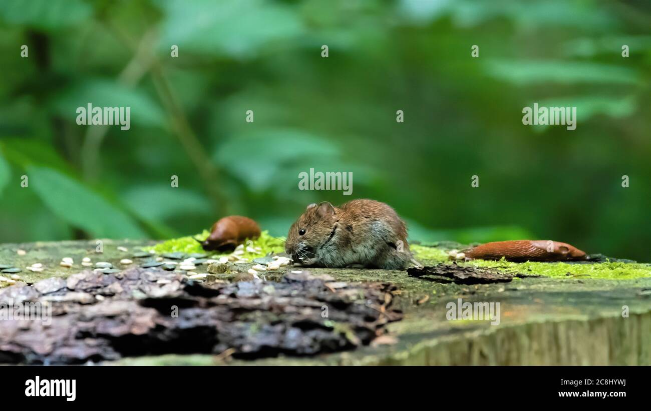 Maus tier hi-res stock photography and images - Alamy
