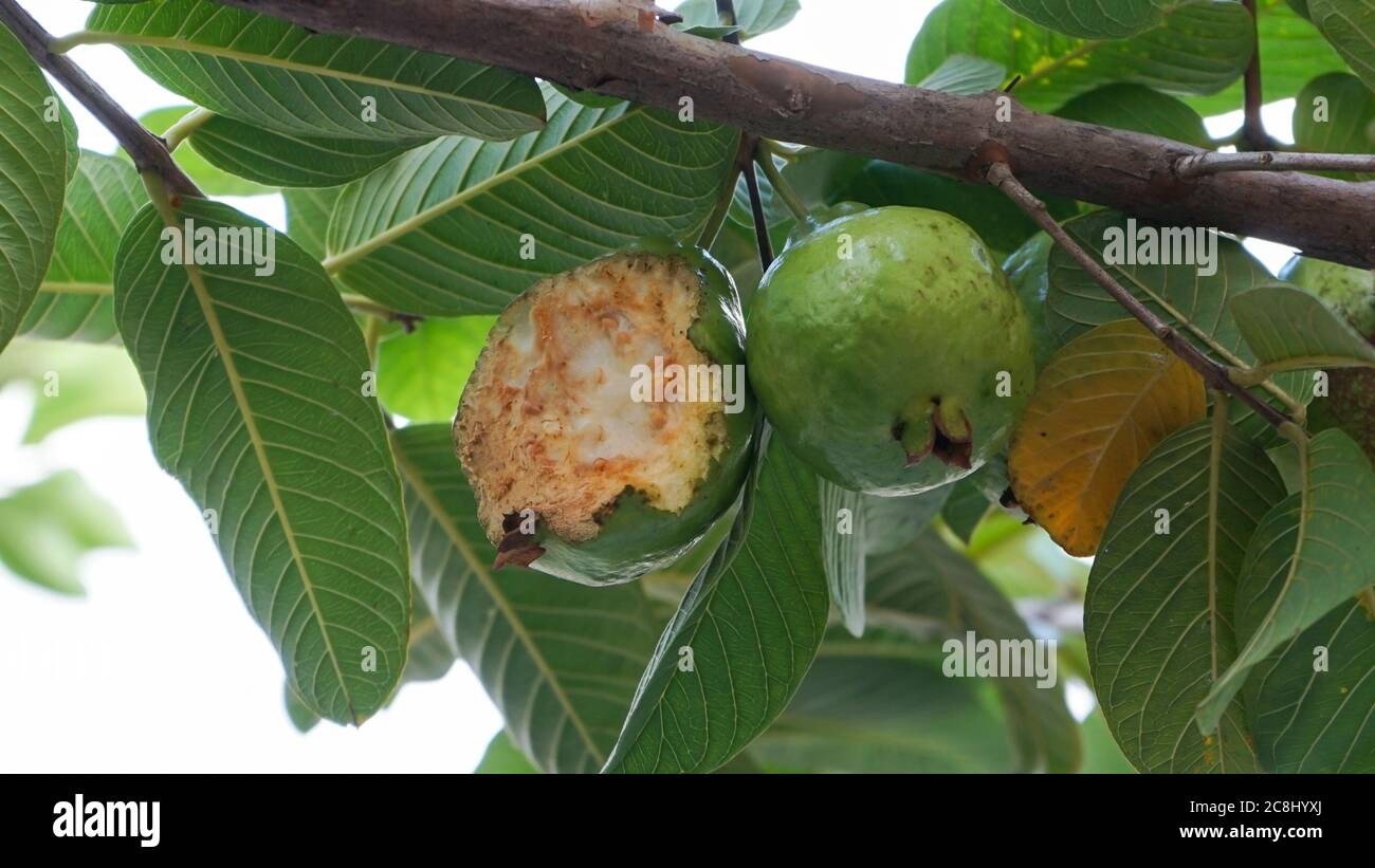 Raw guava hi-res stock photography and images - Alamy