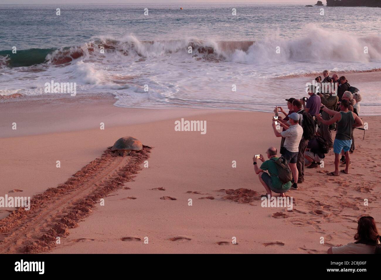 Green Sea Turtle (Chelonia mydas) on beach, returning to sea, early ...