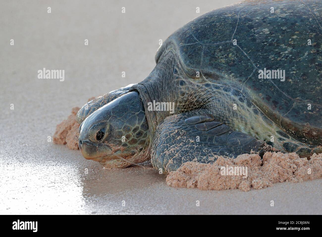 Ascension island beach hi-res stock photography and images - Alamy