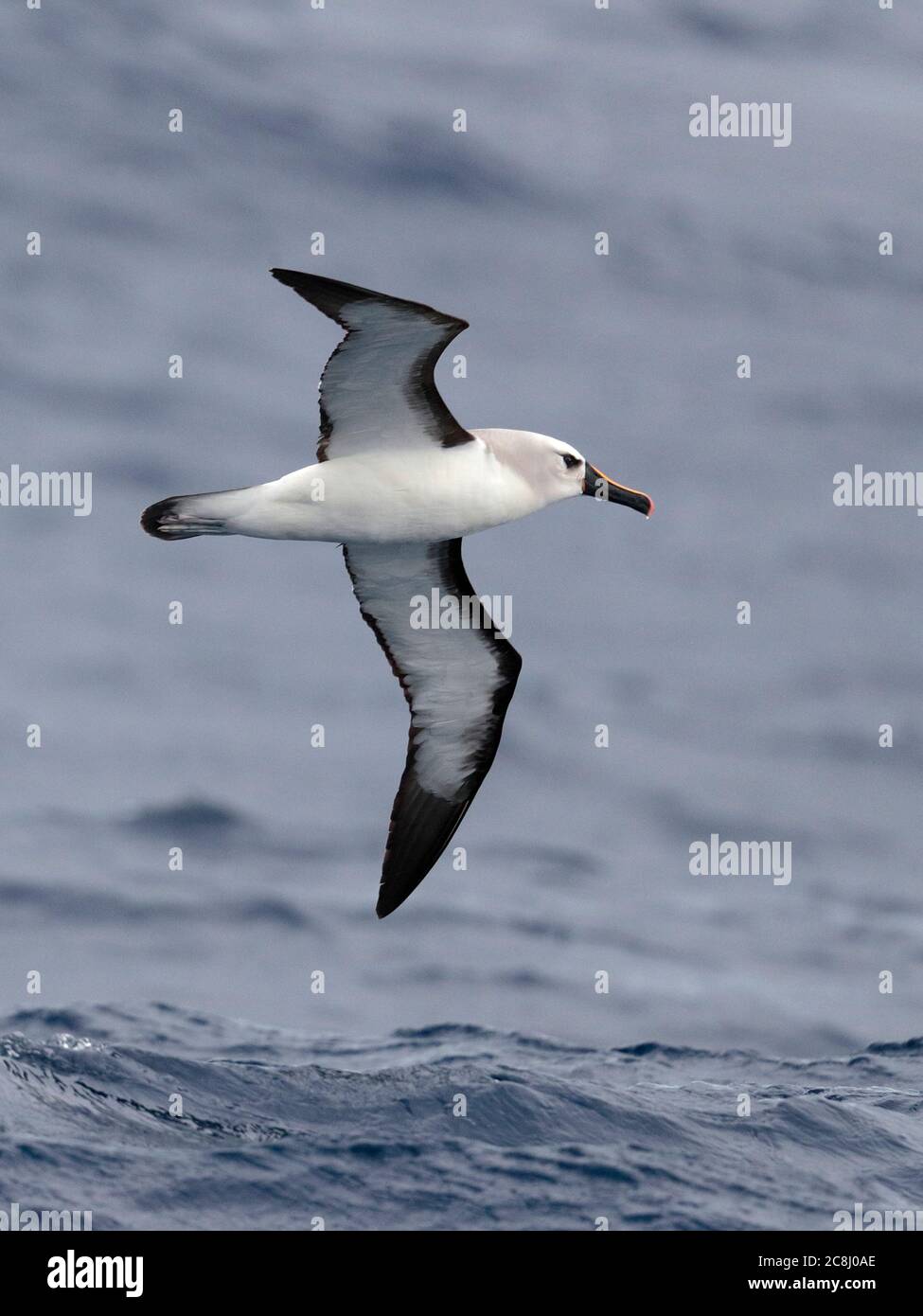 Atlantic Yellow-nosed Albatross (Thalassarche chlororynchos), underside ...