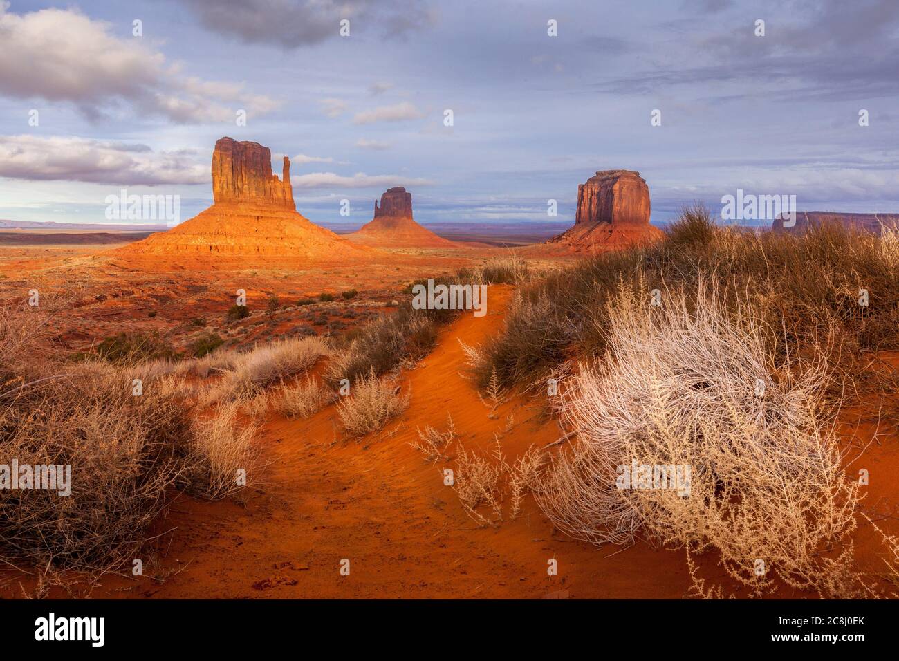 Mesa Bush High Resolution Stock Photography and Images - Alamy