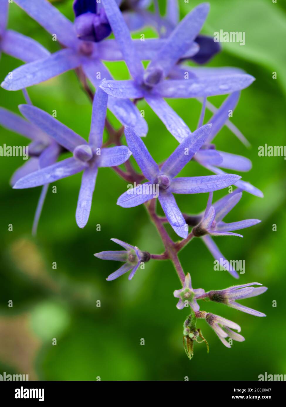 Close up the flower of Purple Wreath, Sandpaper Vine Stock Photo - Alamy