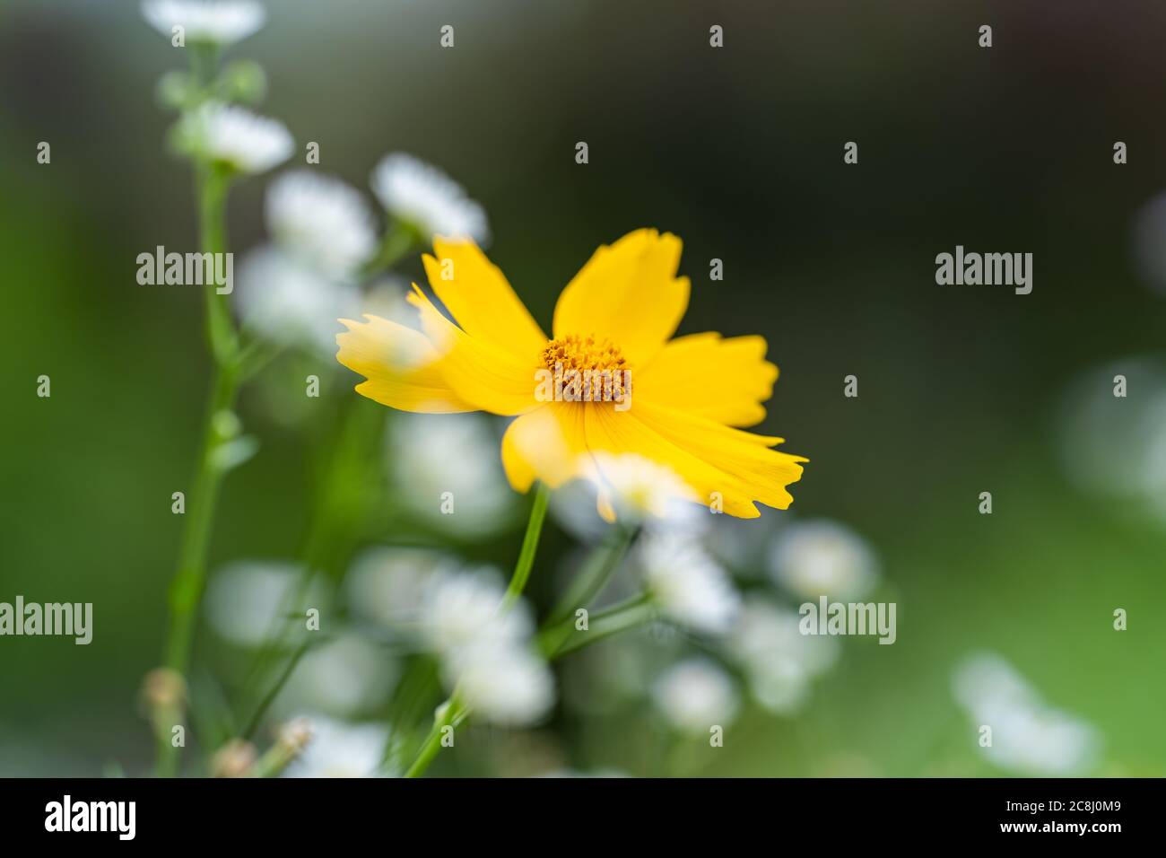 Coreopsis drumondii with daisy fleabanes Stock Photo - Alamy