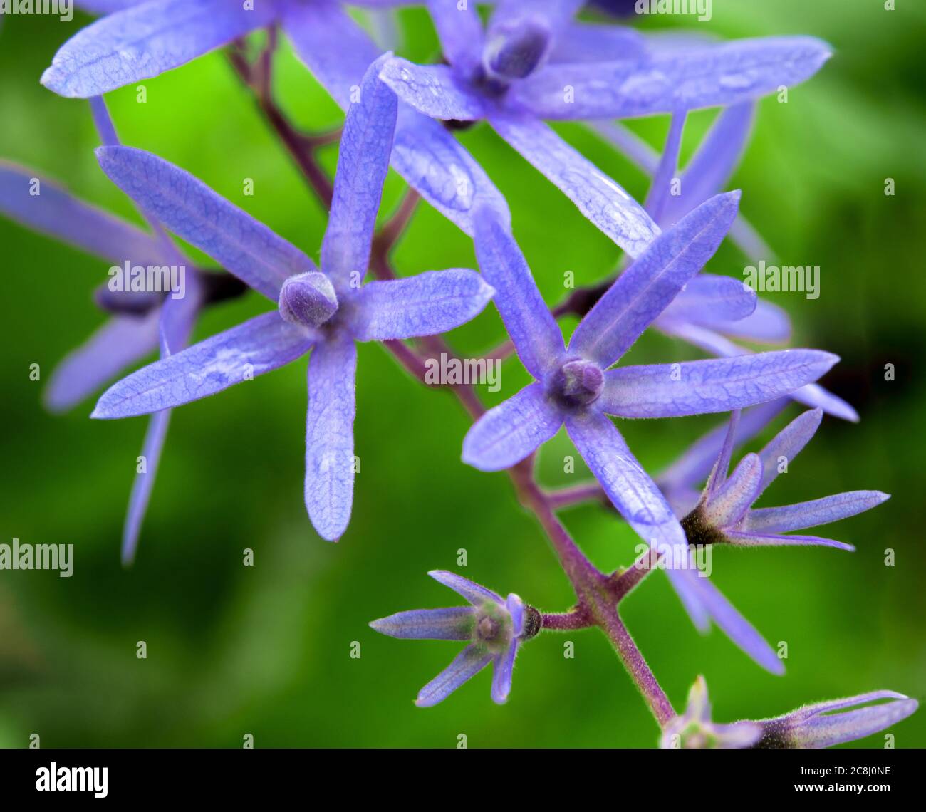 Close up the flower of Purple Wreath, Sandpaper Vine Stock Photo - Alamy