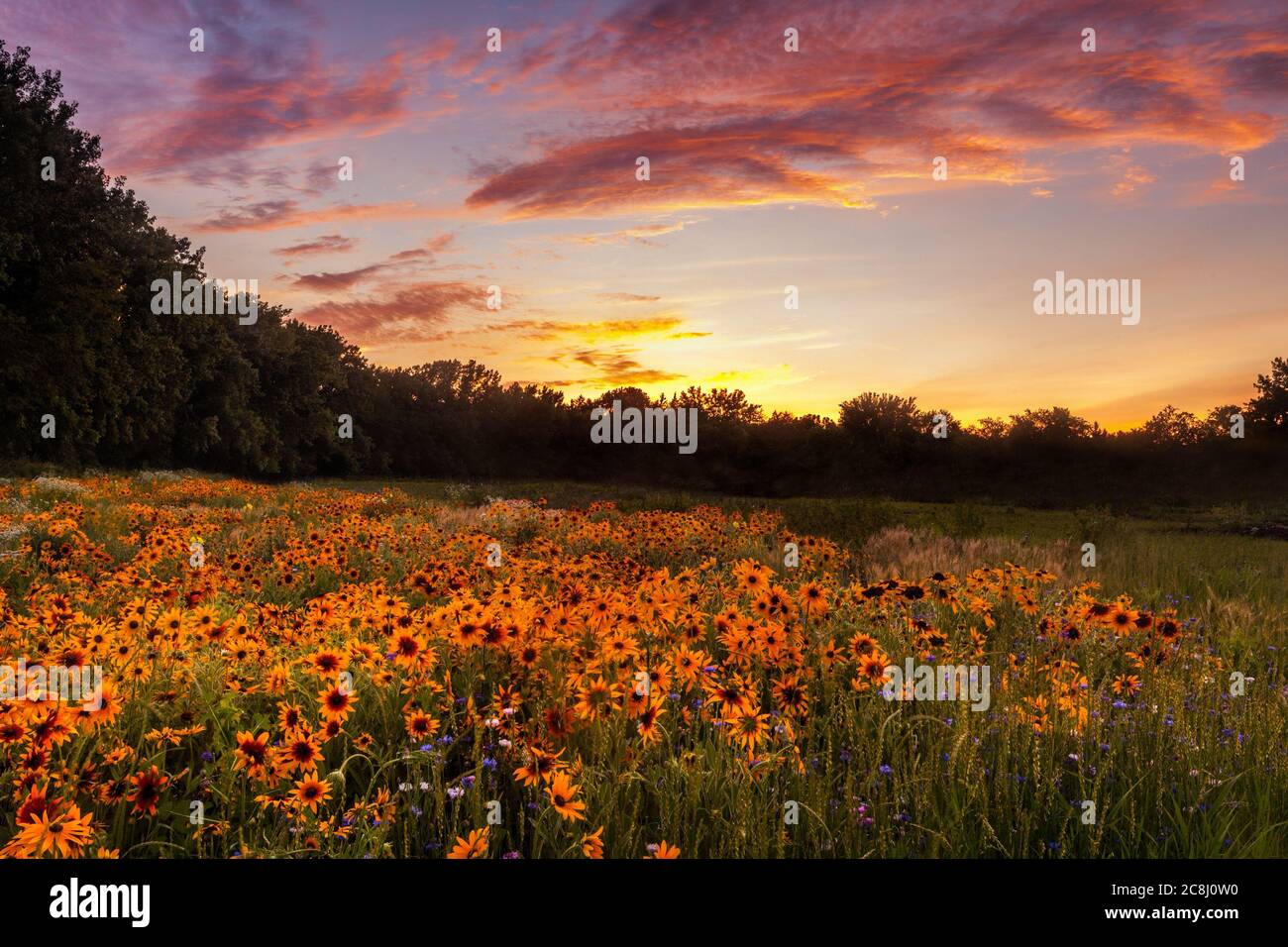 Fields of wildflowers at sunset Stock Photo - Alamy