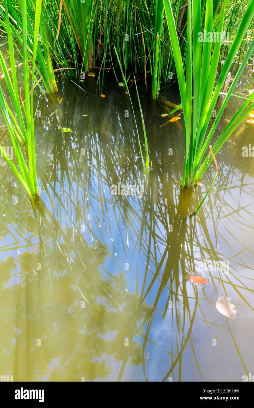 Fresh green leaves of aquatic Sedge weed Stock Photo - Alamy