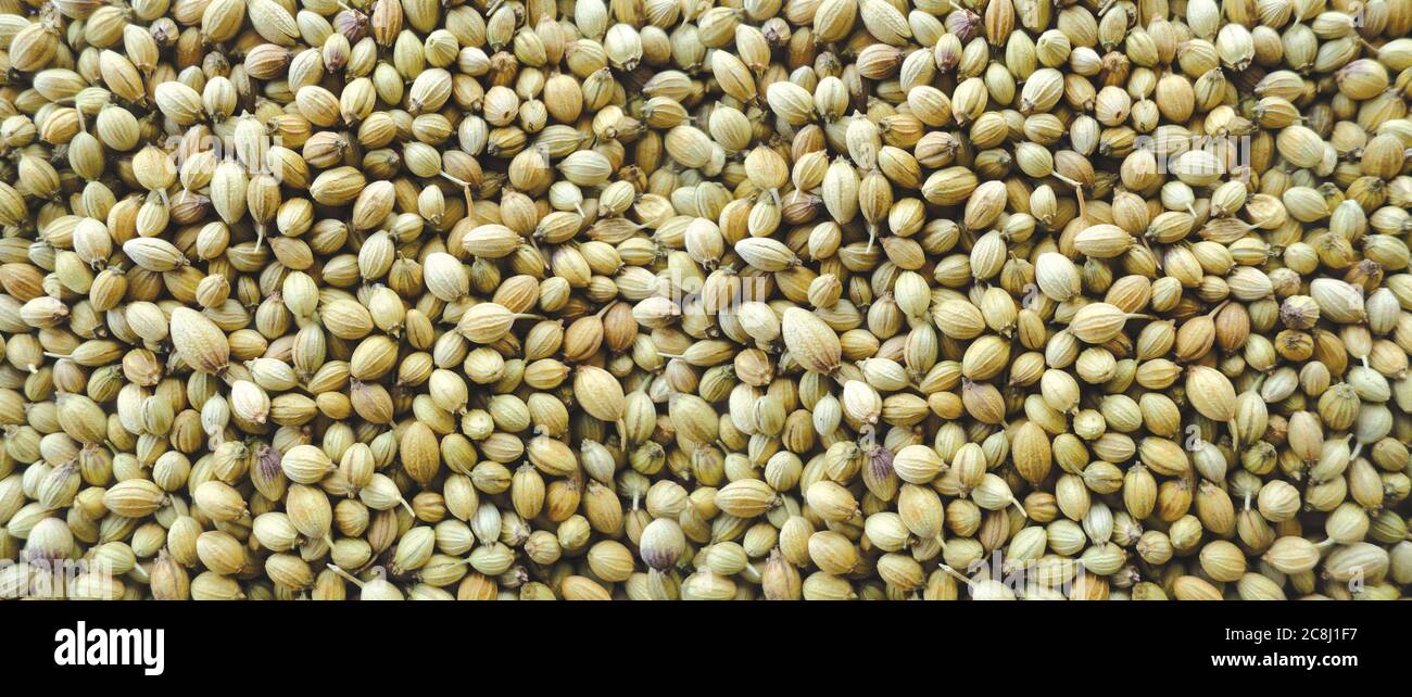 Coriander grains hi-res stock photography and images - Alamy
