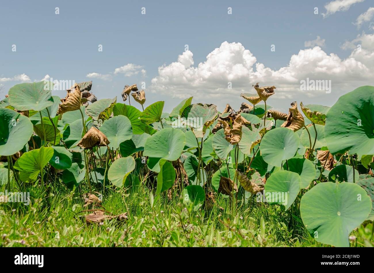 Pond margin plant hi-res stock photography and images - Alamy