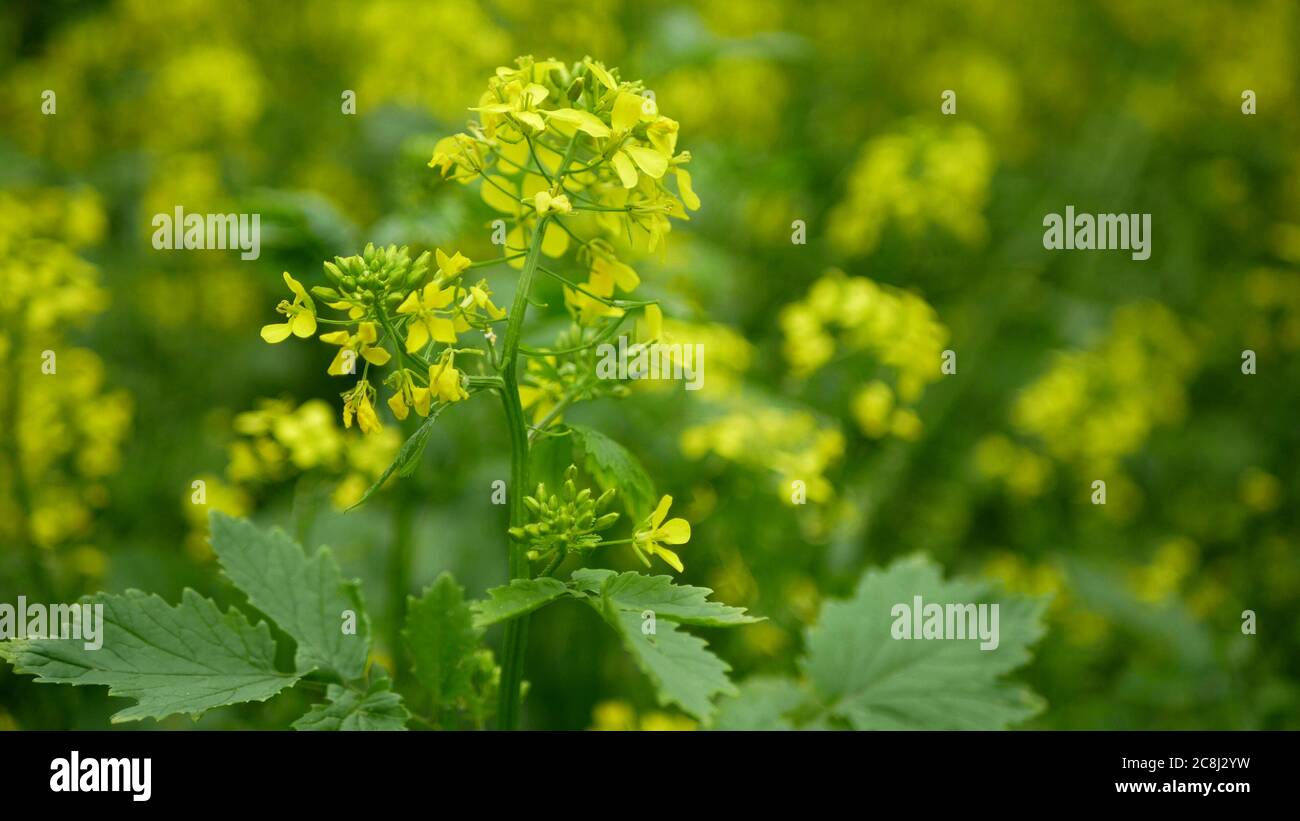 Flowering white mustard Sinapis alba detail close-up blossoming blossom ...