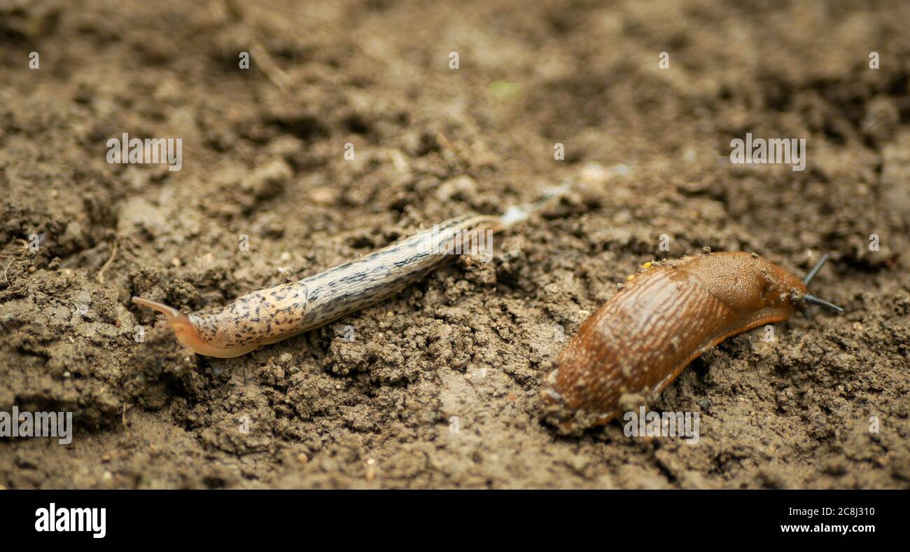 Spanish slug pest Arion vulgaris snail parasitizes pushes out the ...