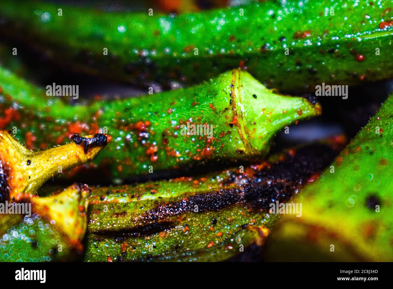 Green finger chilli hi-res stock photography and images - Alamy