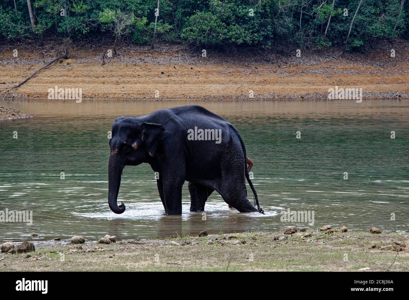 Asian elephant bathing hi-res stock photography and images - Alamy