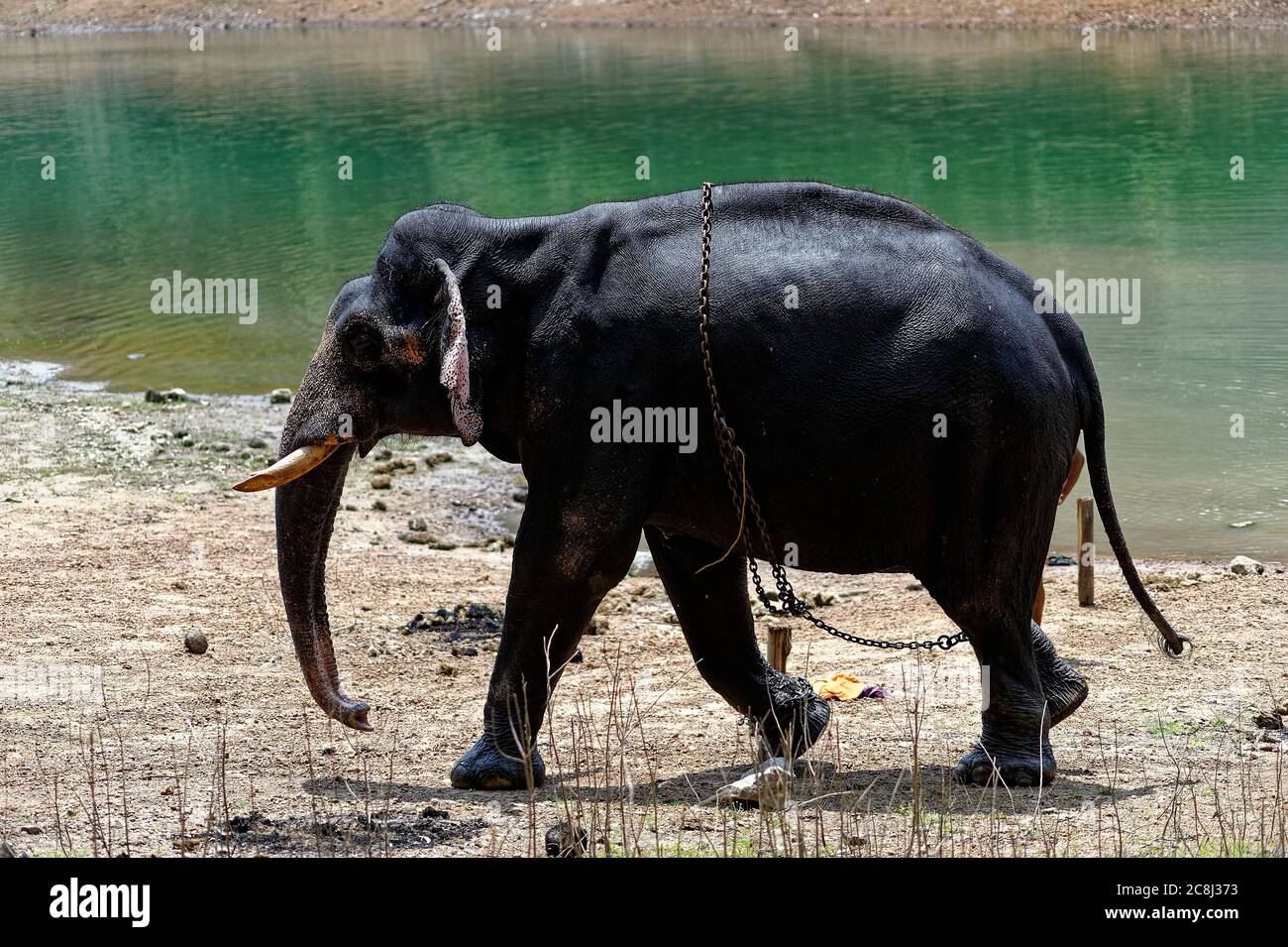 Asian Elephant bathing in a river water Stock Photo - Alamy