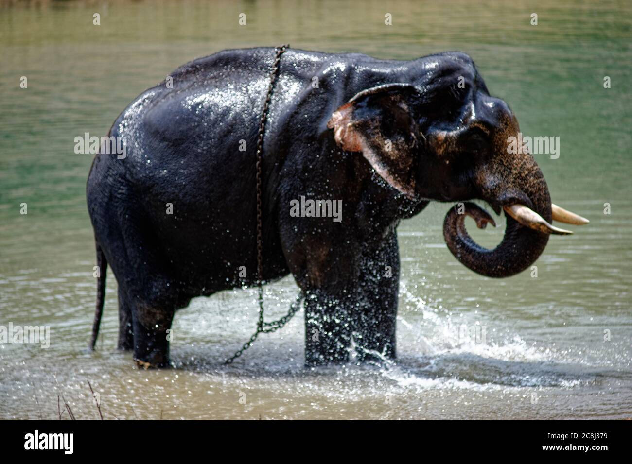 Asian elephant bathing hi-res stock photography and images - Alamy