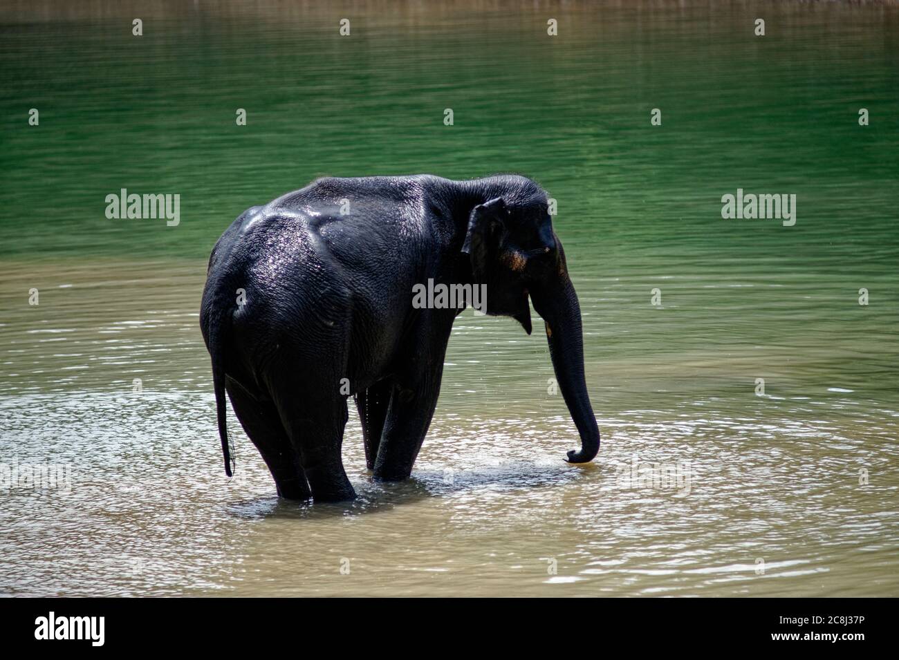 Asian Elephant bathing in a river water Stock Photo - Alamy
