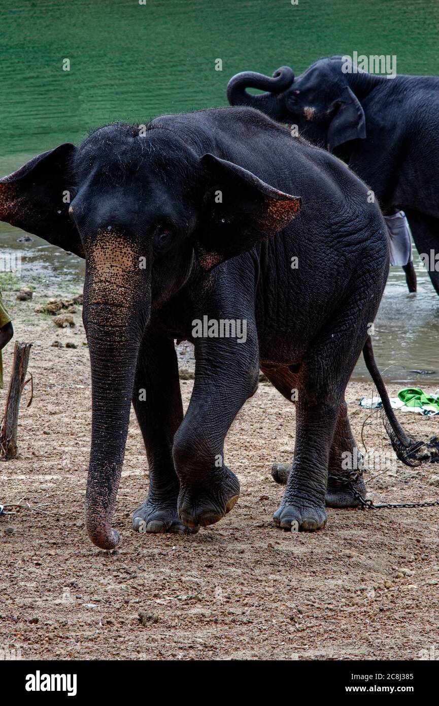 Asian Elephant bathing in a river water Stock Photo - Alamy