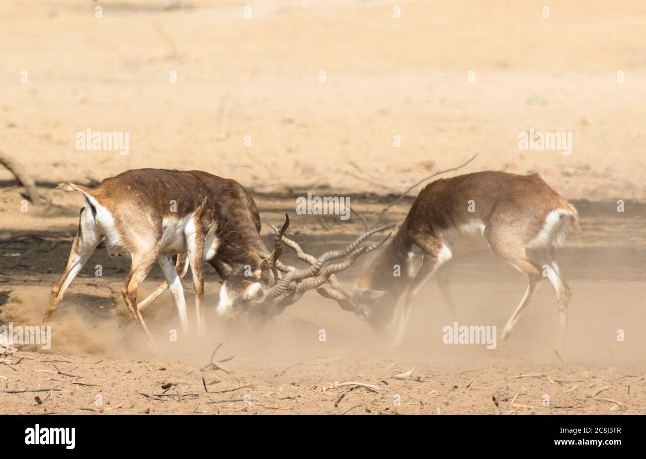 black buck deer in deserts of Pakistan Stock Photo - Alamy