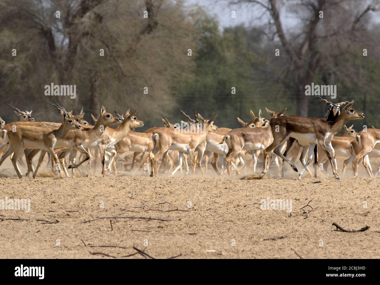 black buck deer in deserts of Pakistan Stock Photo - Alamy