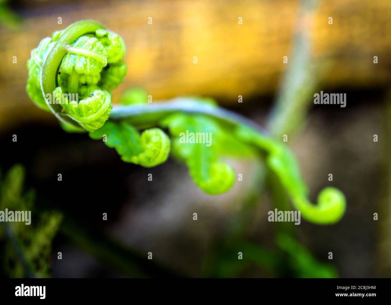 Gold Fern High Resolution Stock Photography and Images - Alamy