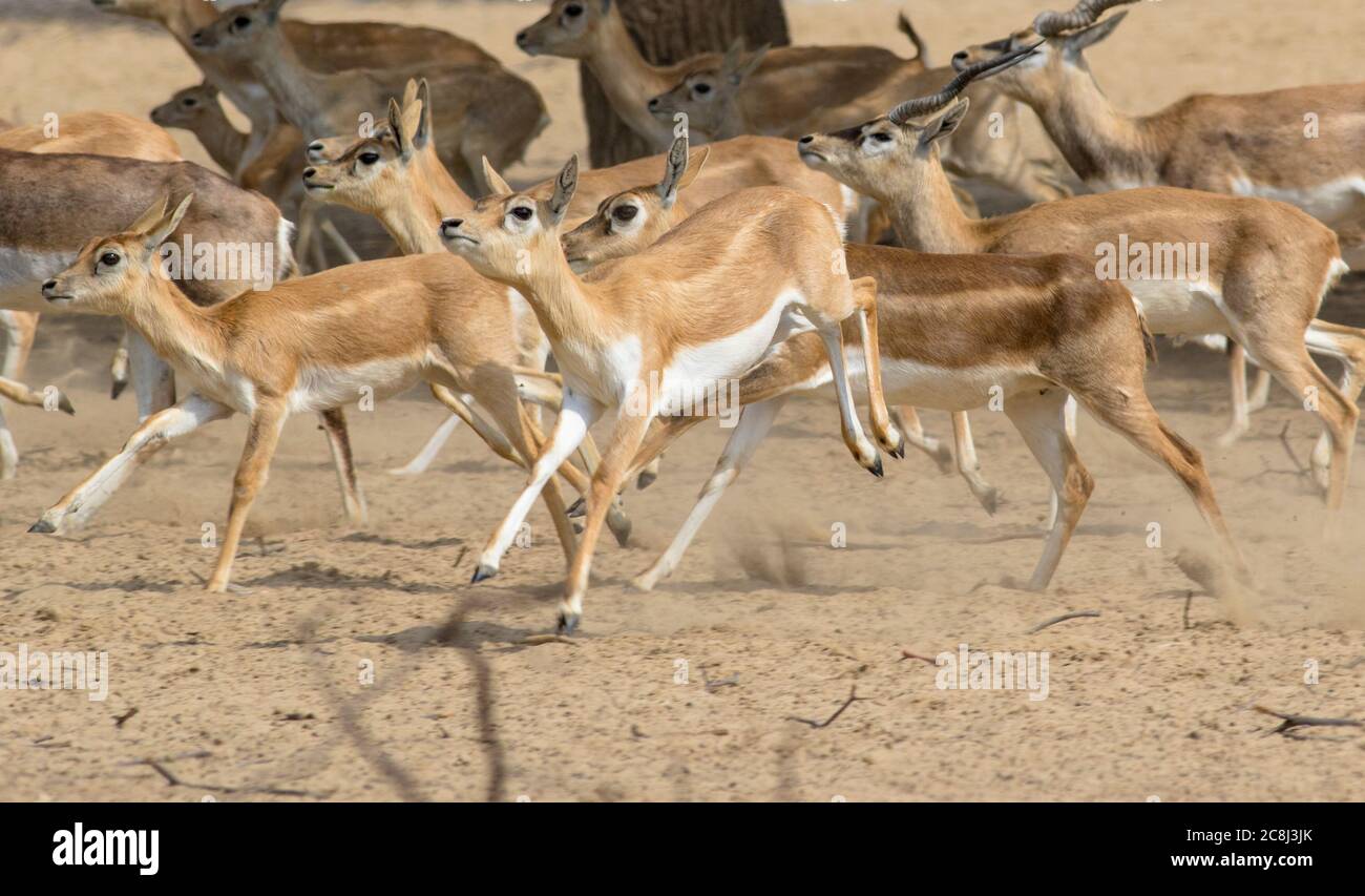 black buck deer in deserts of Pakistan Stock Photo - Alamy