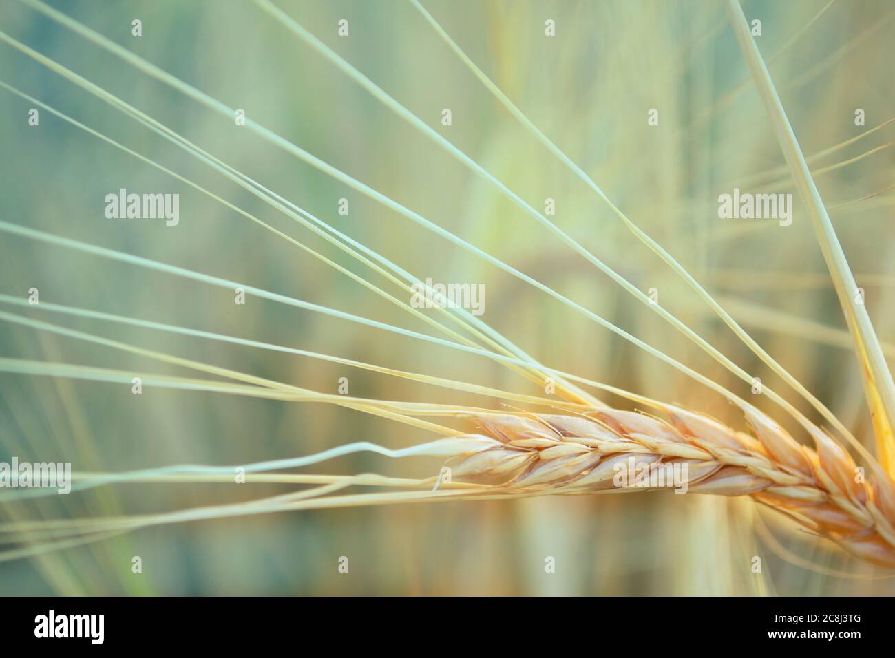 Field spikelet hi-res stock photography and images - Alamy