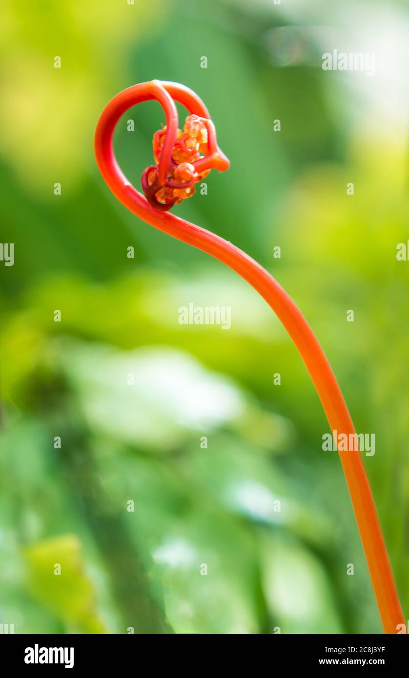 Stems and leaves of the bright red color of fern Stock Photo - Alamy
