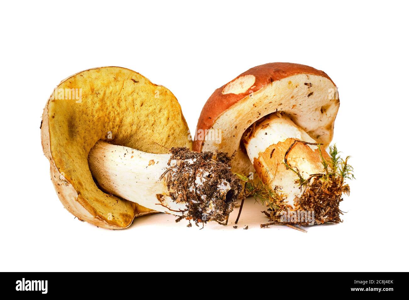 Two ceps hi-res stock photography and images - Alamy