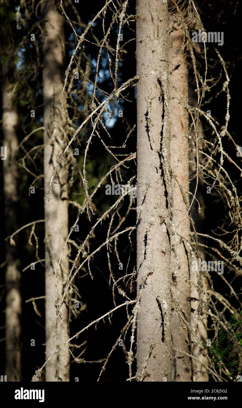 Spruce ( Picea Abies ) tree trunks , Finland Stock Photo - Alamy