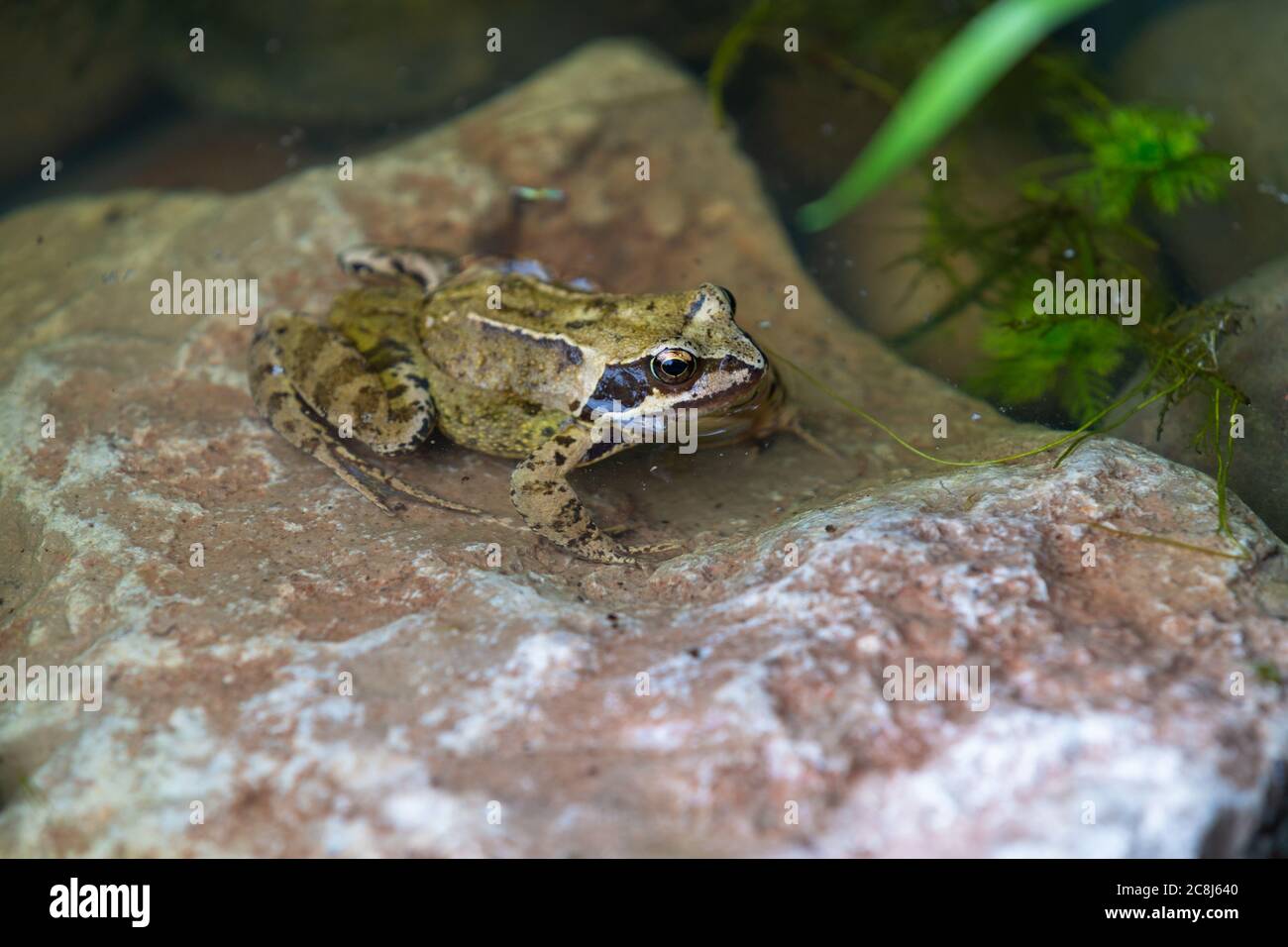 Toad in water uk hi-res stock photography and images - Alamy