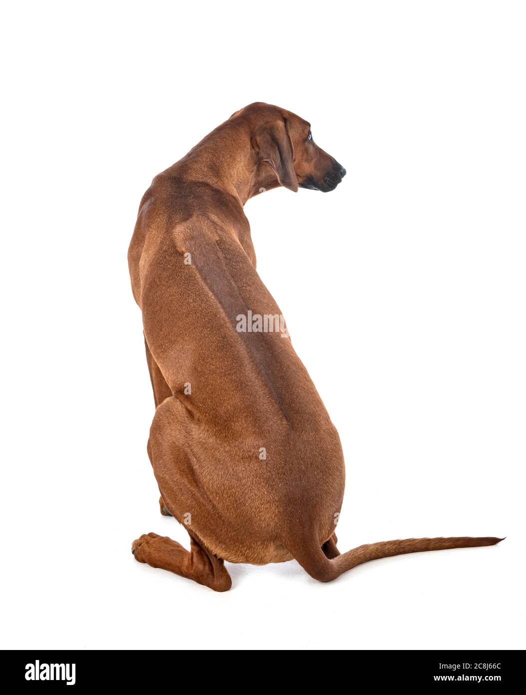 Rhodesian Ridgeback in front of white background Stock Photo - Alamy