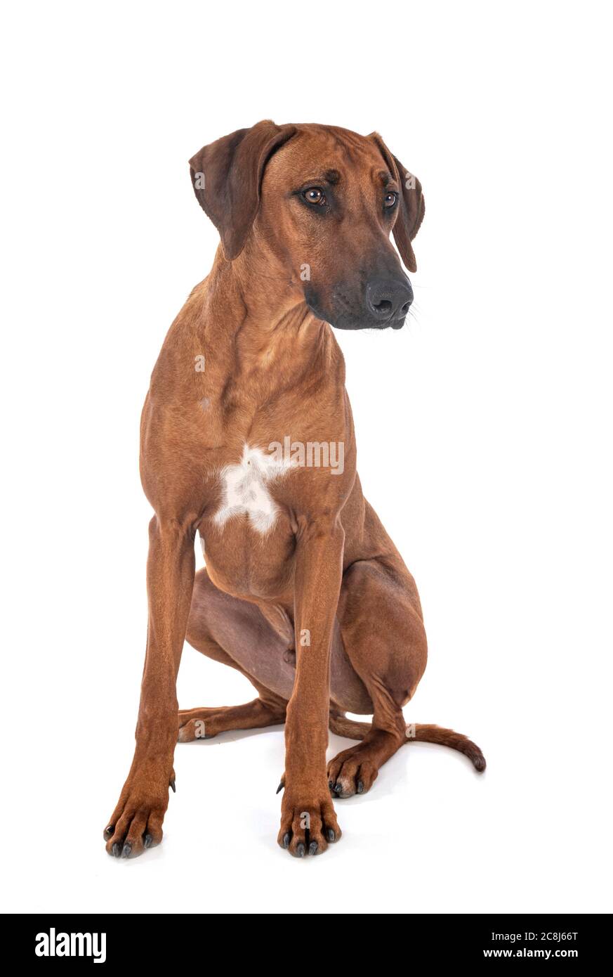 Rhodesian Ridgeback in front of white background Stock Photo - Alamy