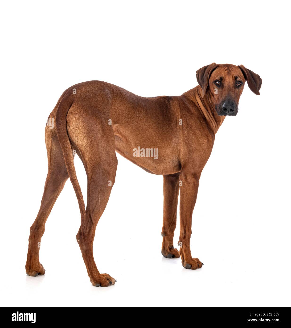 Rhodesian Ridgeback in front of white background Stock Photo - Alamy