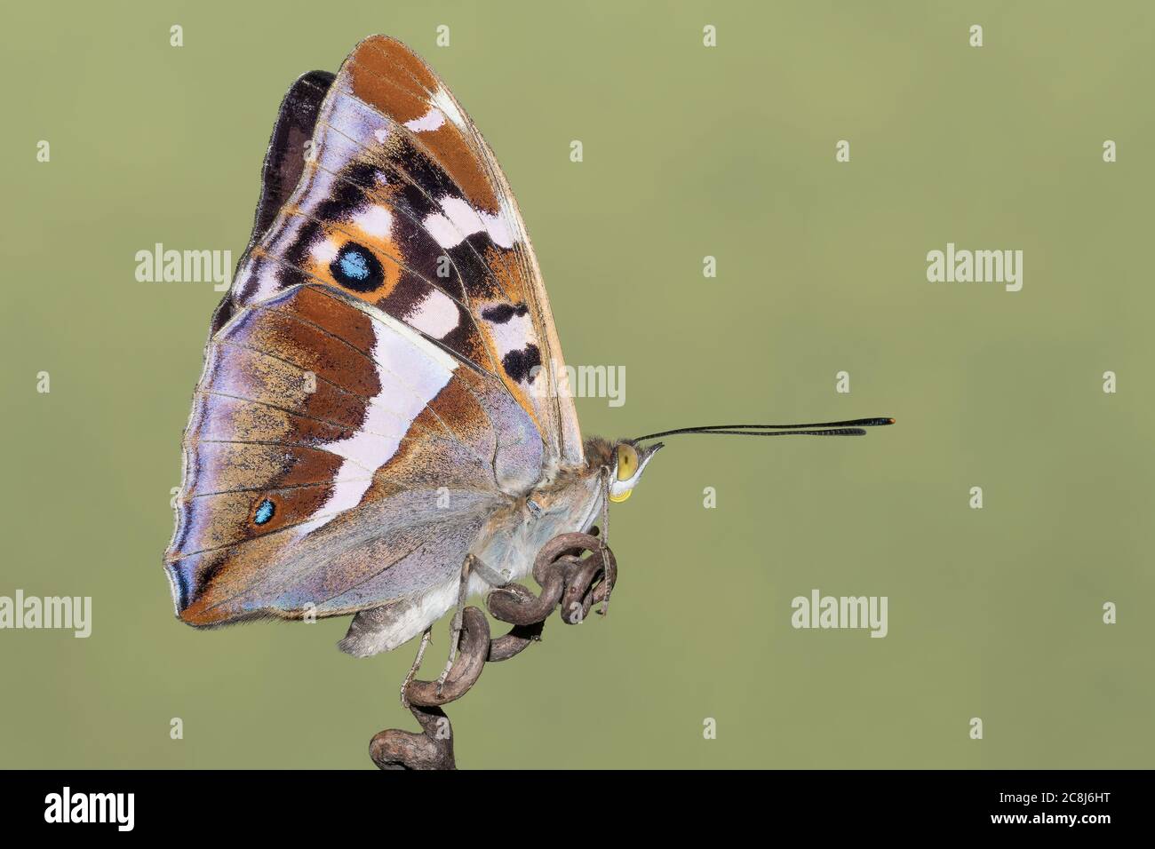 The magnificent Purple emperor butterfly (Apatura iris Stock Photo - Alamy