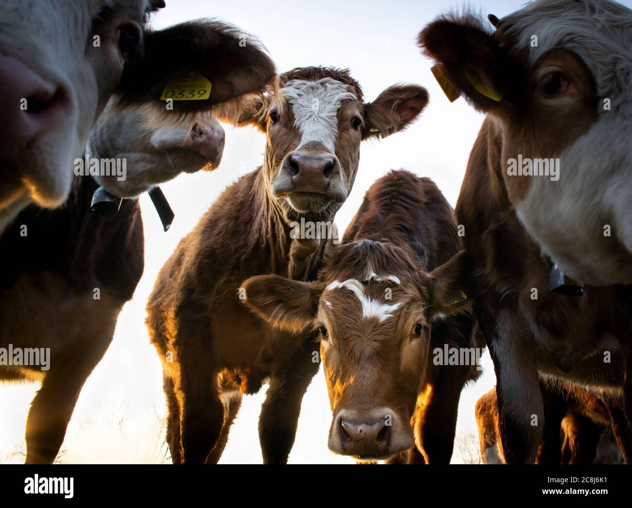 Group cows hi-res stock photography and images - Alamy