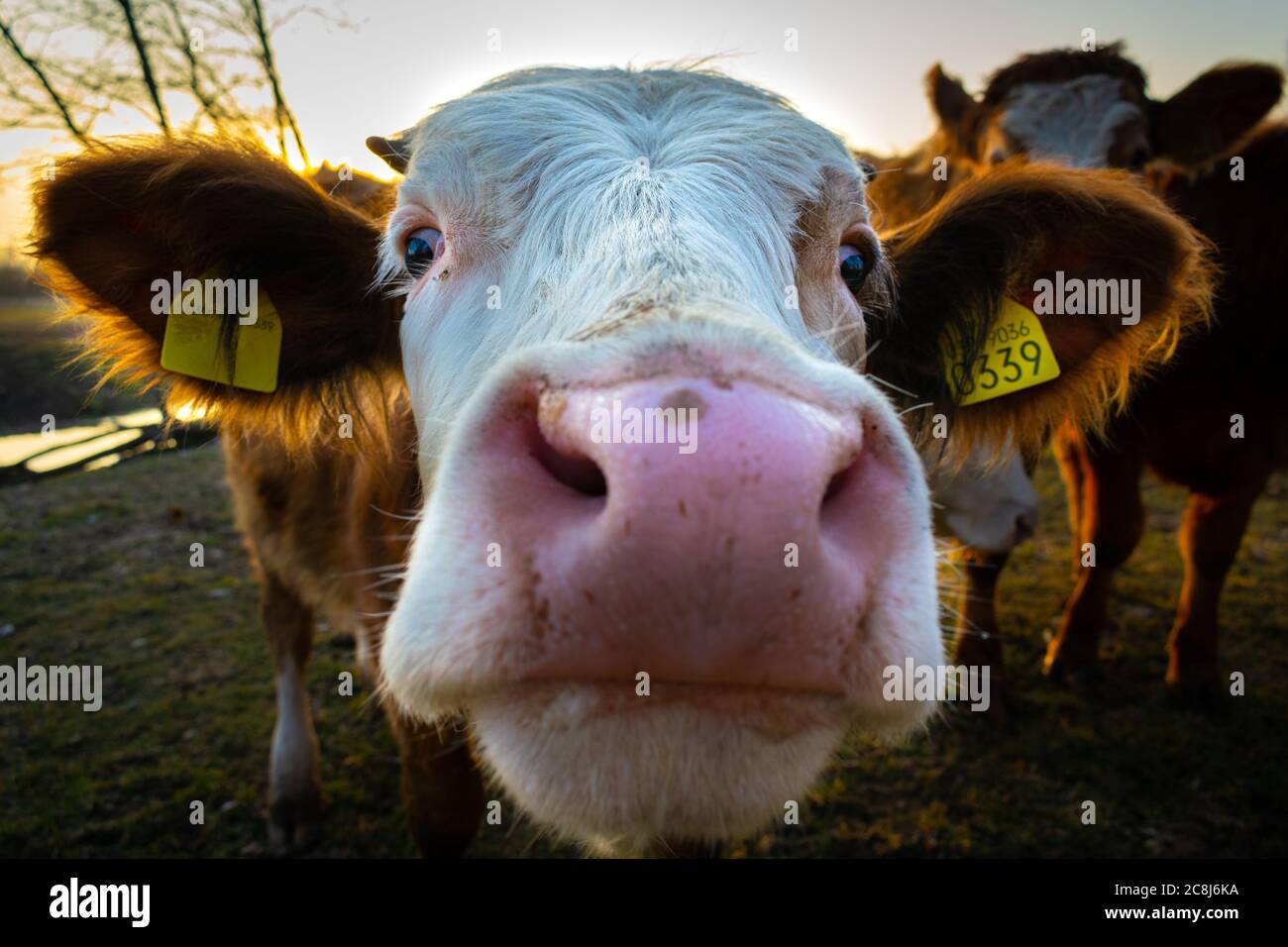 Light brown cow close hi-res stock photography and images - Alamy