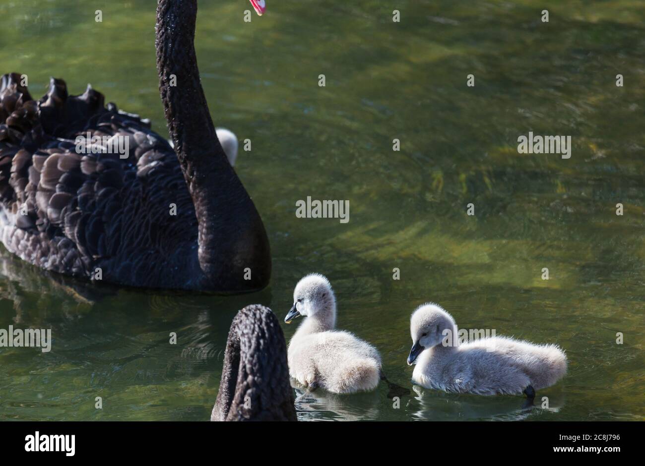 Black swan at the misty lake in New Zealand Stock Photo - Alamy