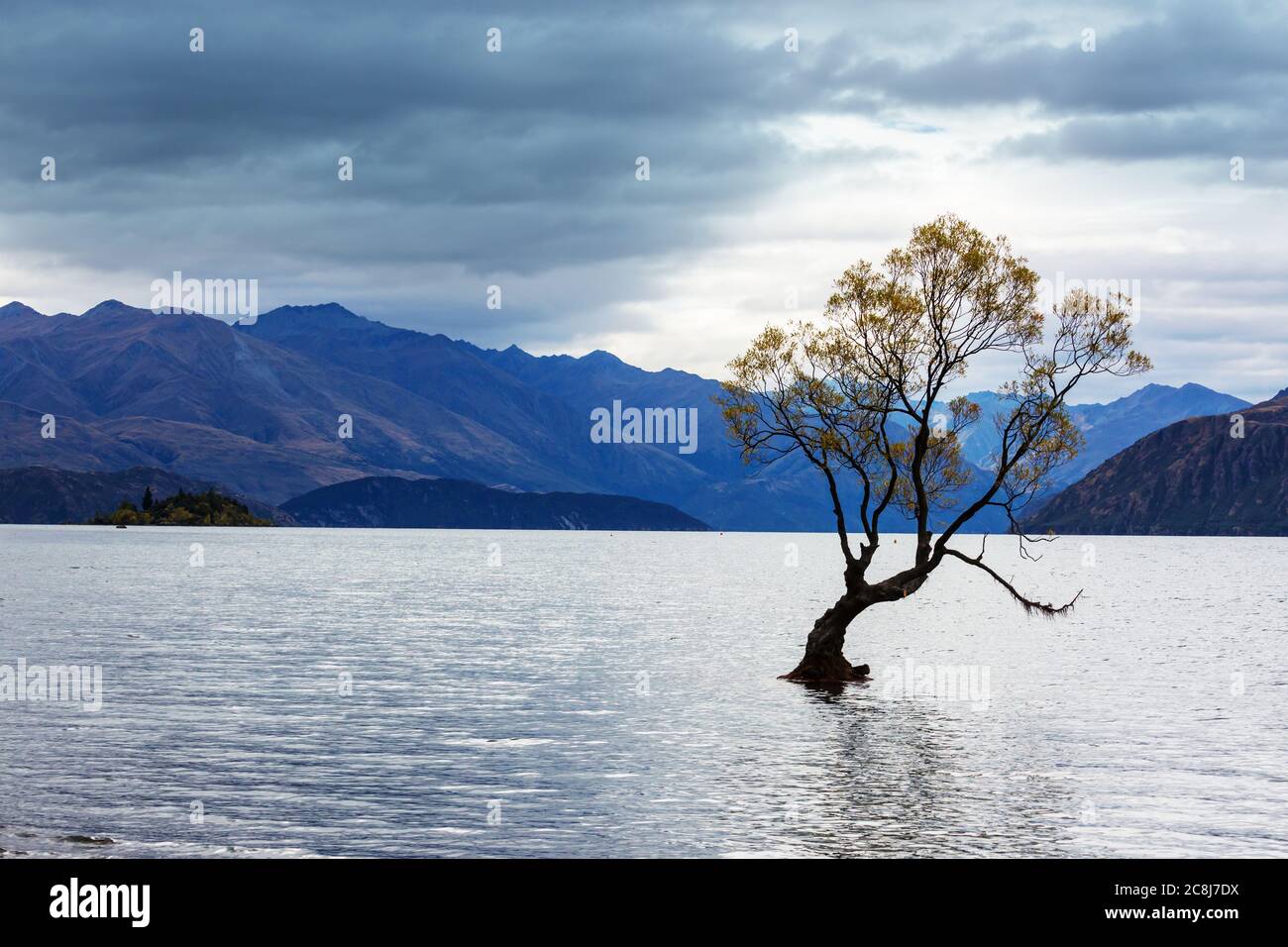 Famous Wanaka tree inside the Lake Wanaka, New Zealand Stock Photo - Alamy