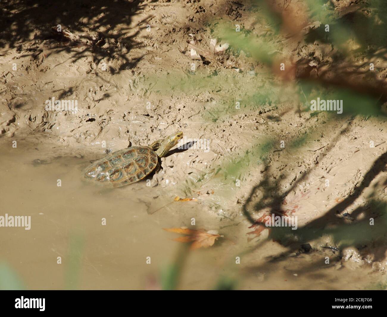 Turtle, Karteros Gorge, Crete Stock Photo - Alamy