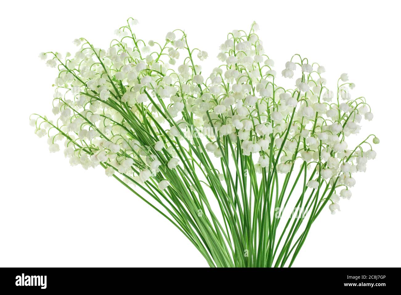 Lilly of the valley flowers isolated on white background with clipping ...