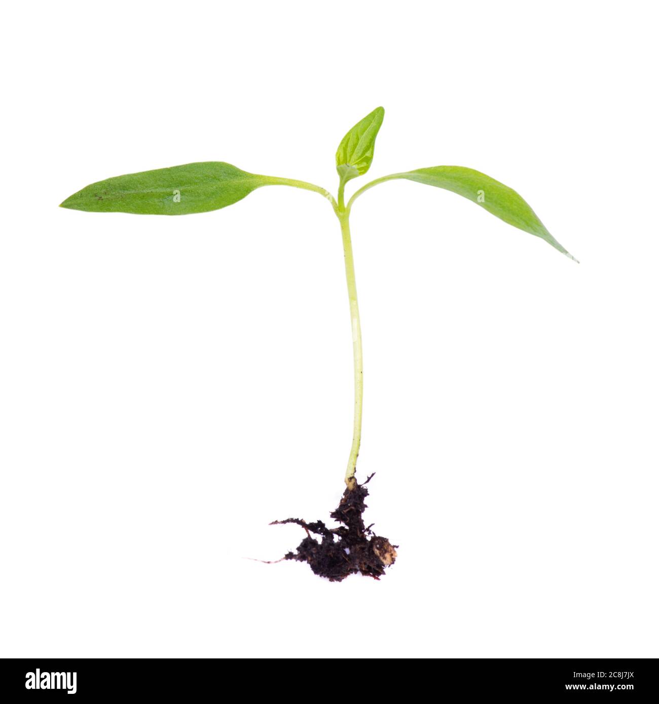 Sprout with soil isolated over white background Stock Photo - Alamy