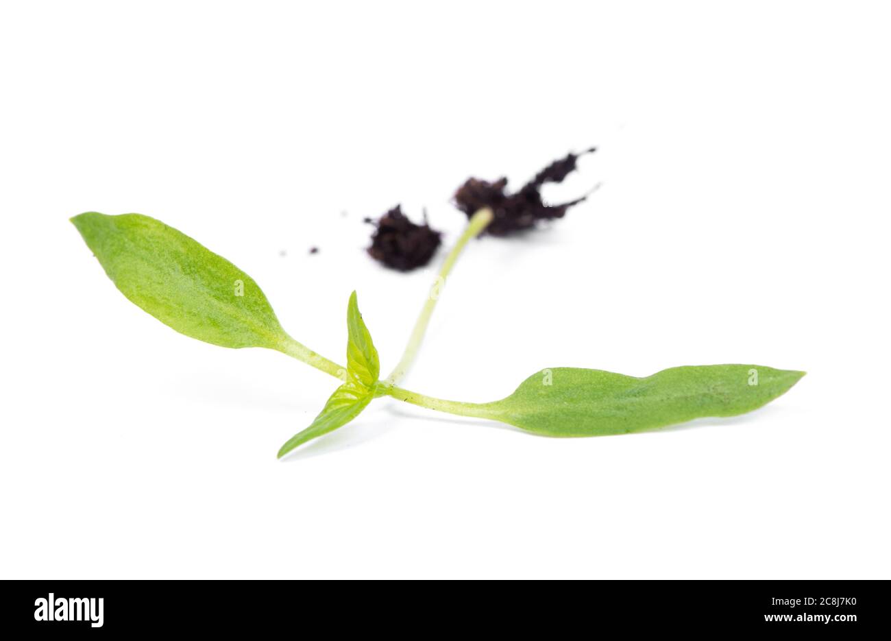 Sprout with soil isolated over white background Stock Photo - Alamy