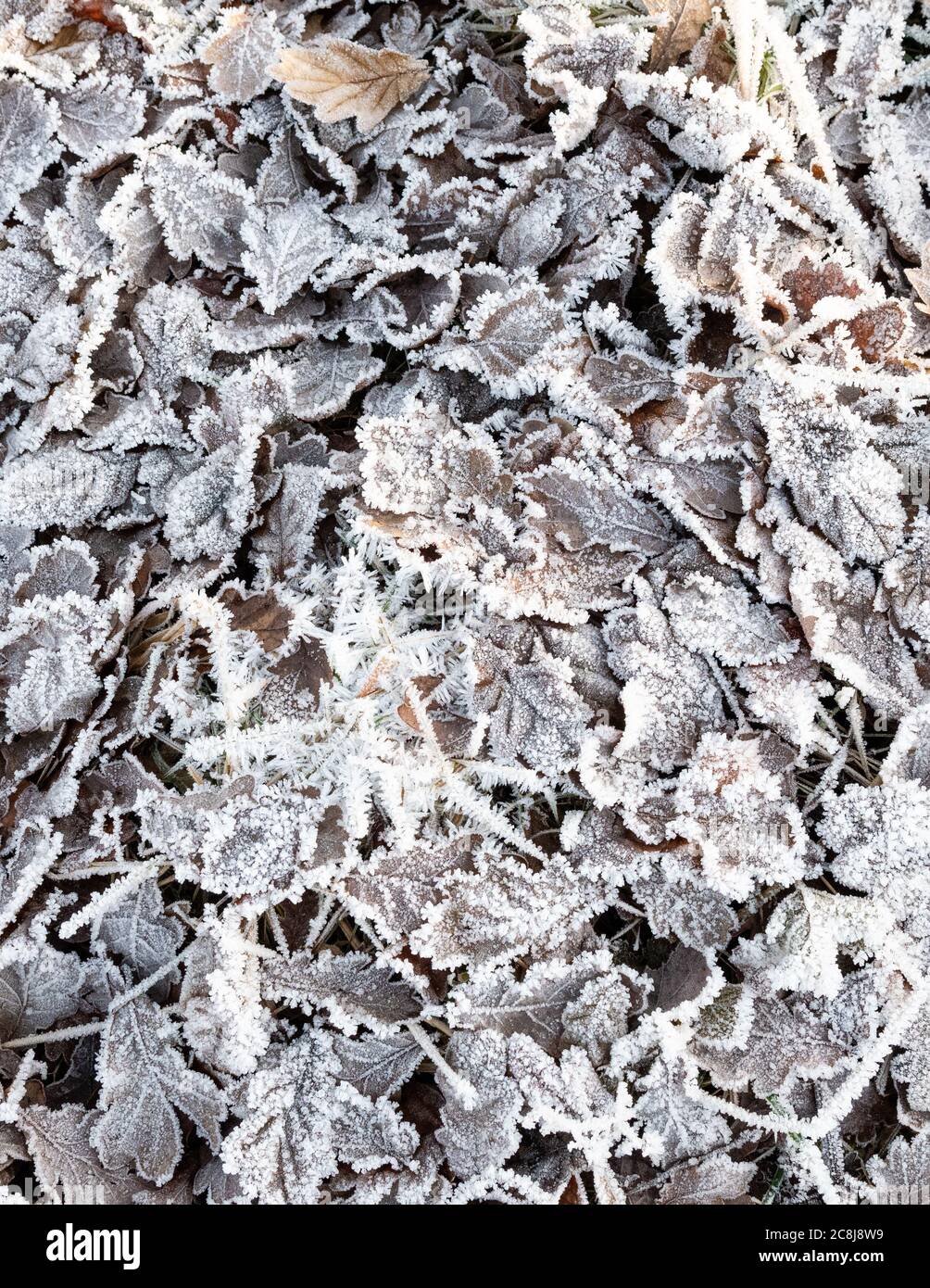 Frost background hi-res stock photography and images - Alamy