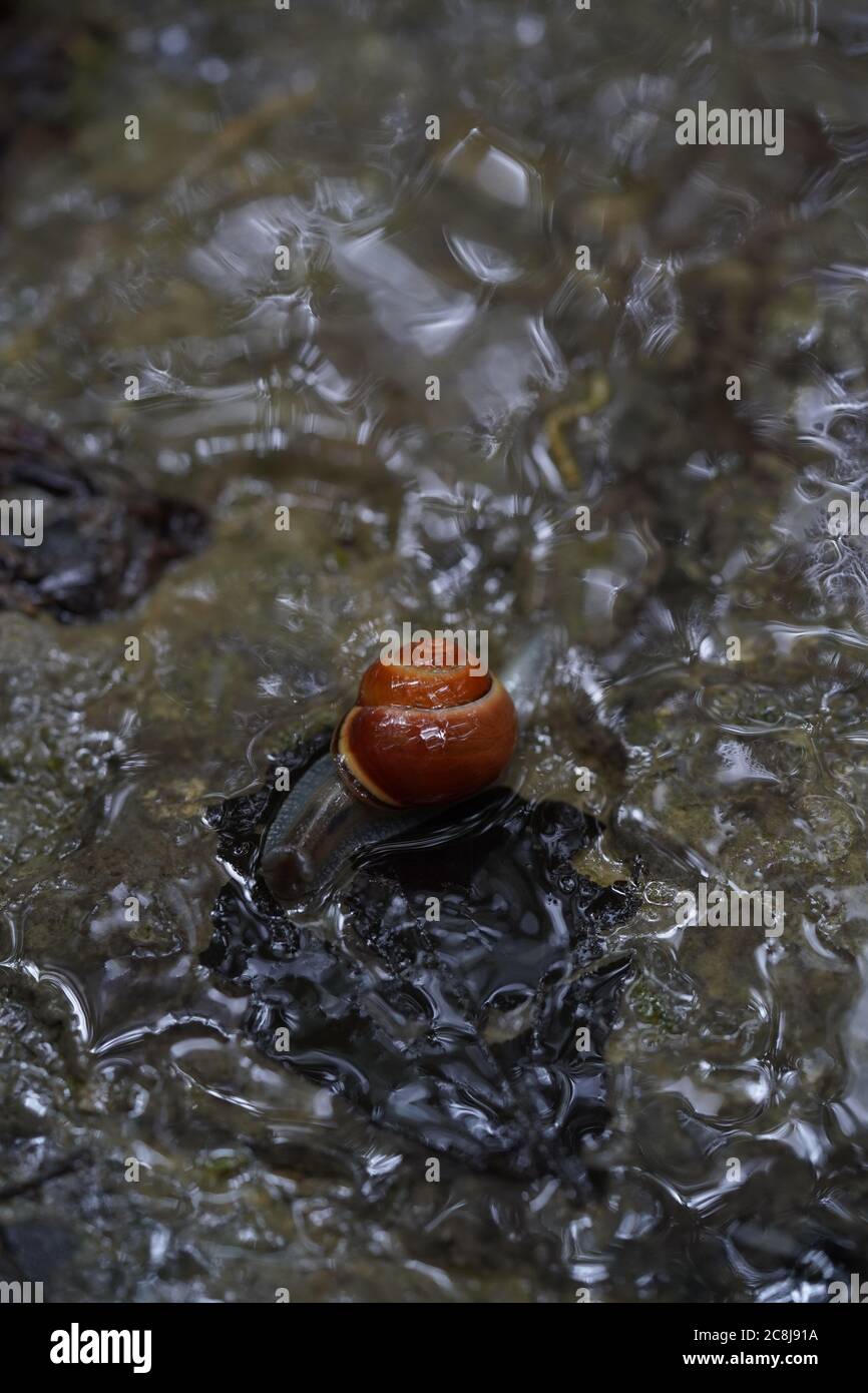 Premium snail hi-res stock photography and images - Alamy