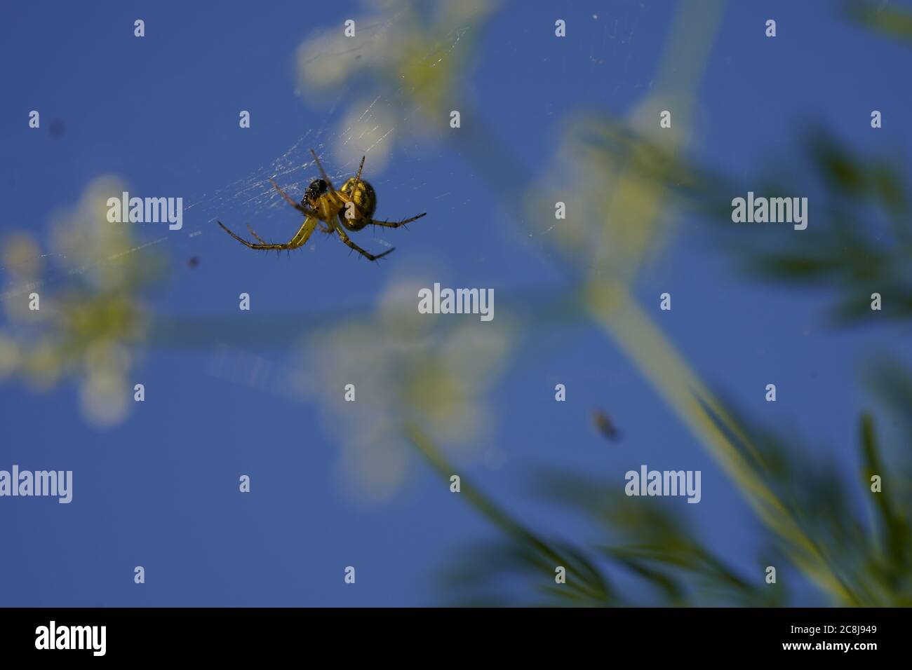 Bug insect spider's web Stock Photo - Alamy