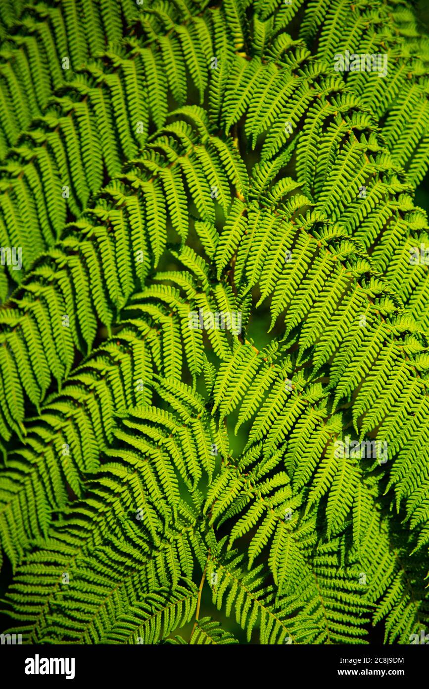 Ferns pattern hi-res stock photography and images - Alamy