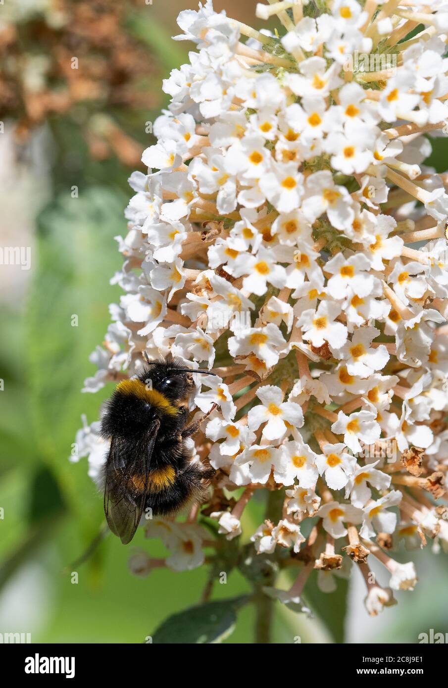 Buddleia Attracts Insects High Resolution Stock Photography and Images ...